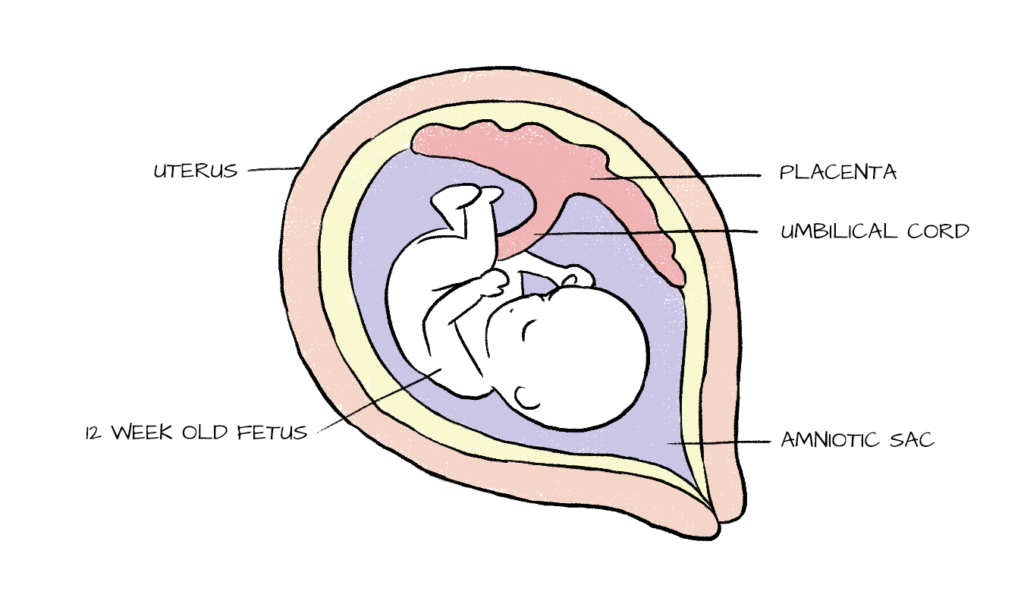 What Is Placenta The Unsung Hero Of Pregnancy What Is Placenta The Unsung Hero Of Pregnancy