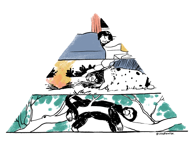 The story of how REM sleep led to the evolution of humankind.